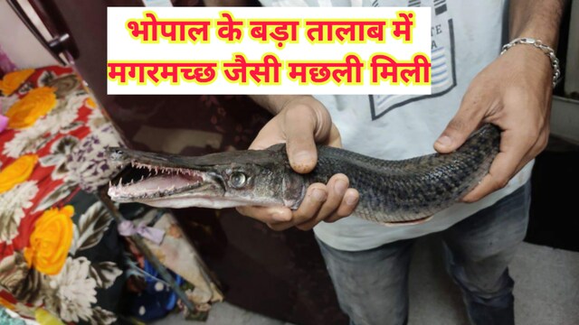 भोपाल के बड़ा तालाब में मिली मगरमच्छ जैसी मछली, देखने वाले रह गए दंग ...