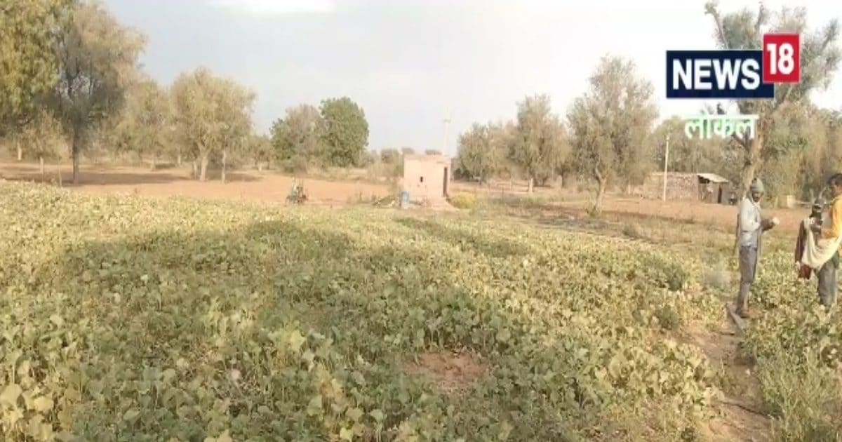 Nagaur News: नागौर का यह गांव खरबूज की खेती के लिए प्रसिद्ध, किसान कमा ...