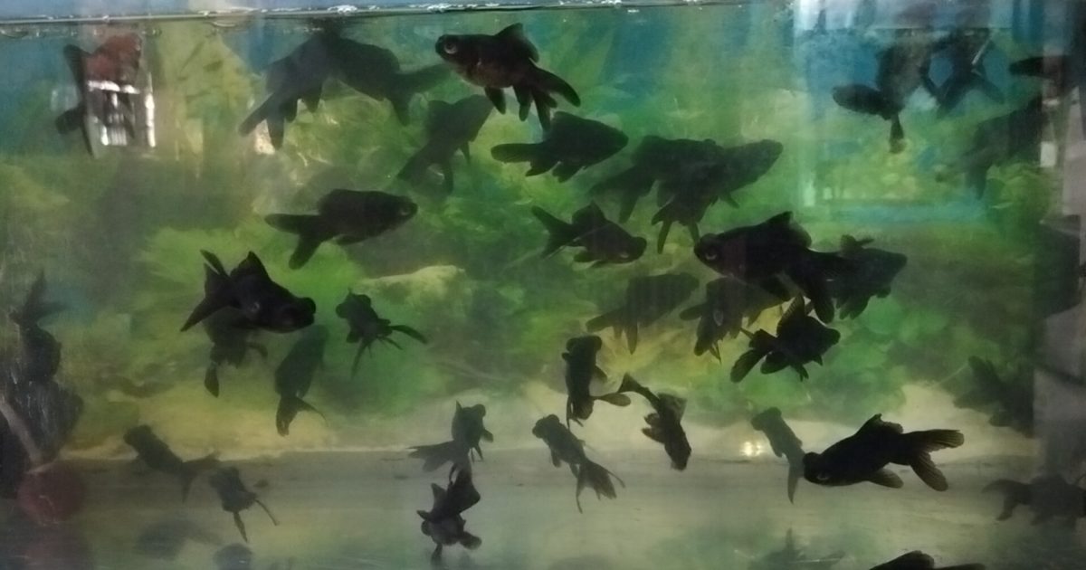 Kota News: कोटा के इस शख्स को है मछलियों का शौक, सबसे खतरनाक फिश ...