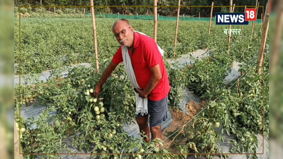 Tomato Farming: गर्मी में लें देसी टमाटर का आनंद, बक्सर में हो रही बड़े ...
