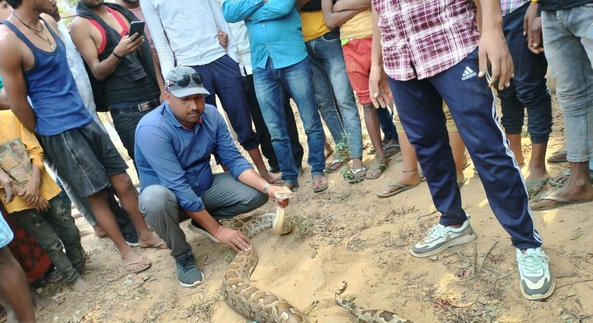 गांव में 13 फीट लंबा अजगर मिलने से मचा हड़कंप, रेस्क्यू टीम के छूटे ...