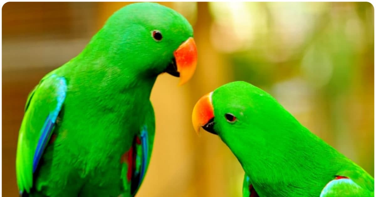 होठों के बिना भी सभी शब्‍द कैसे बोल लेते हैं तोते, कैसे समझ पाते हैं भाषा, क्‍या कहता है विज्ञान ...