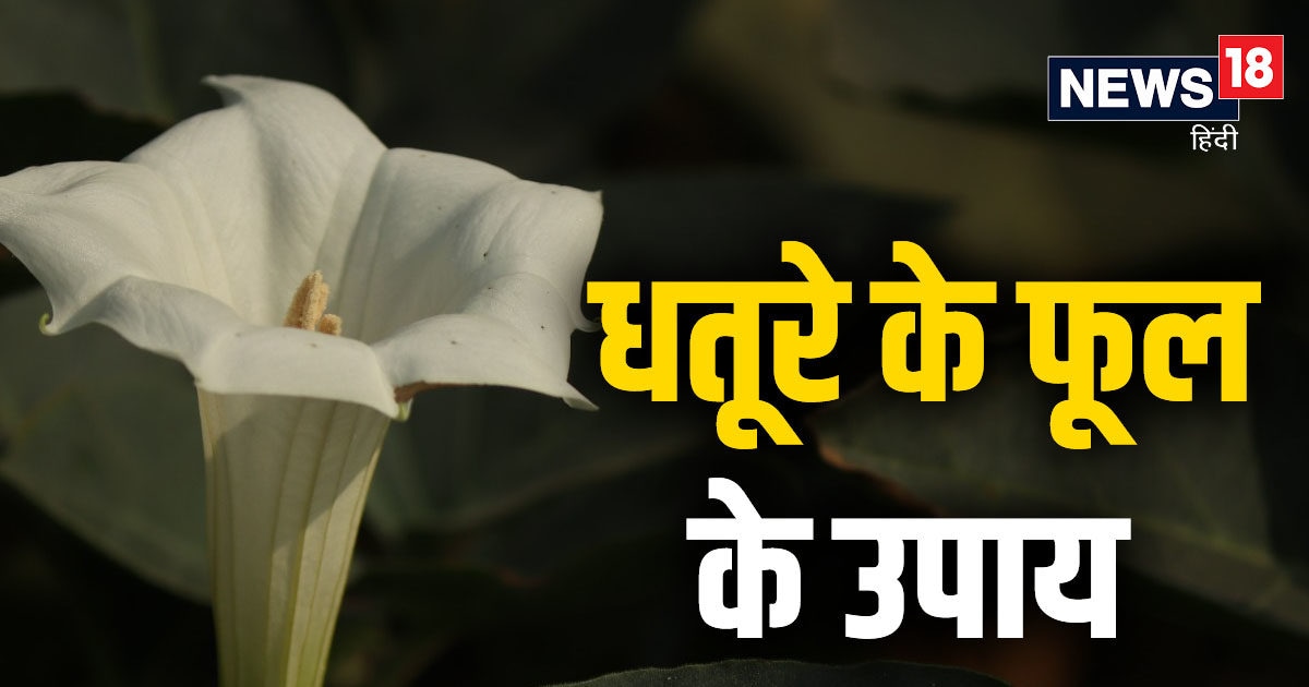 भगवान शिव को क्यों प्रिय है धतूरा और उसका फूल? ज्योतिष शास्त्र में भी ...