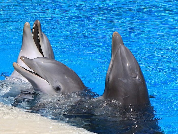 Male dolphins bond with their best bros for life know why - भाई जैसे ...