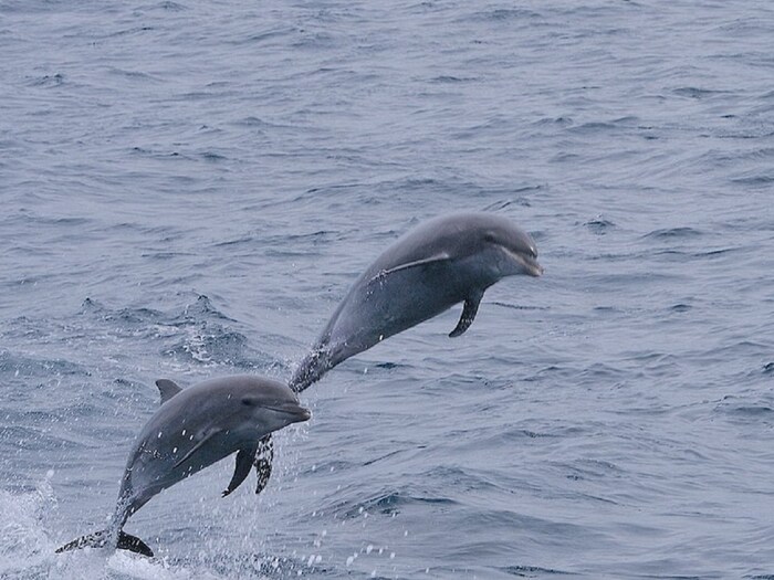 Male dolphins bond with their best bros for life know why - भाई जैसे ...