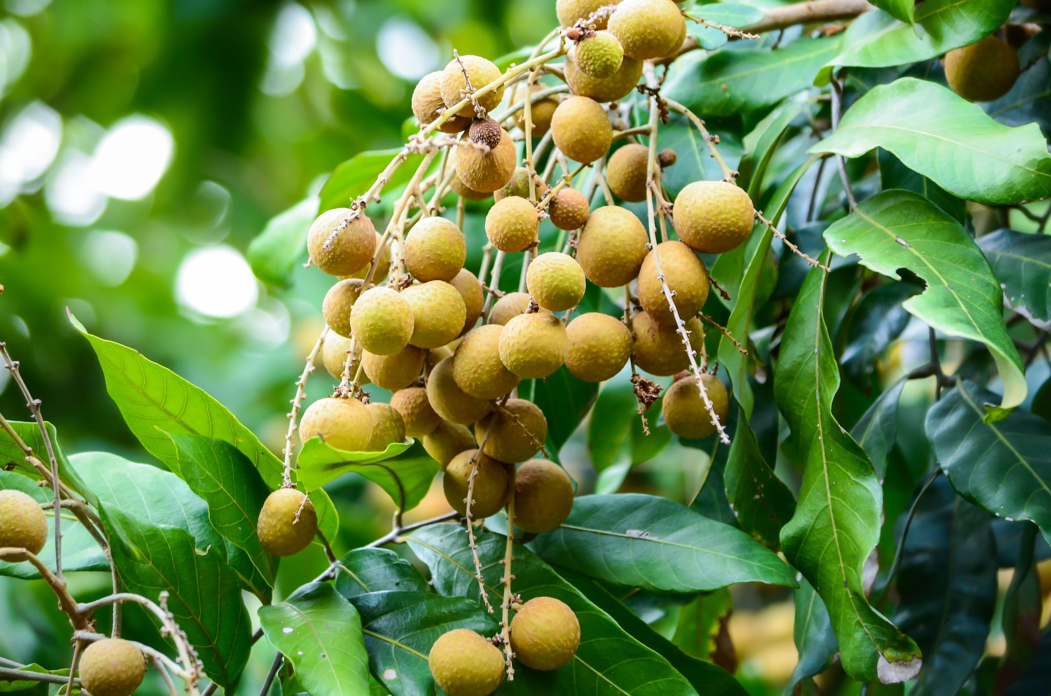 Lisoda Cordia myxa glue berries good for control blood pressure give ...