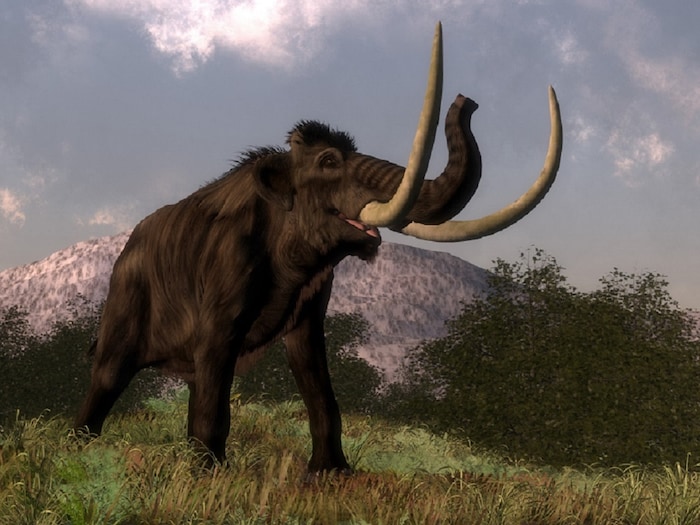 क्यों विशेष माने जाते हैं विलुप्त हो चुके ऊनी मैमथ? - Earth History ...