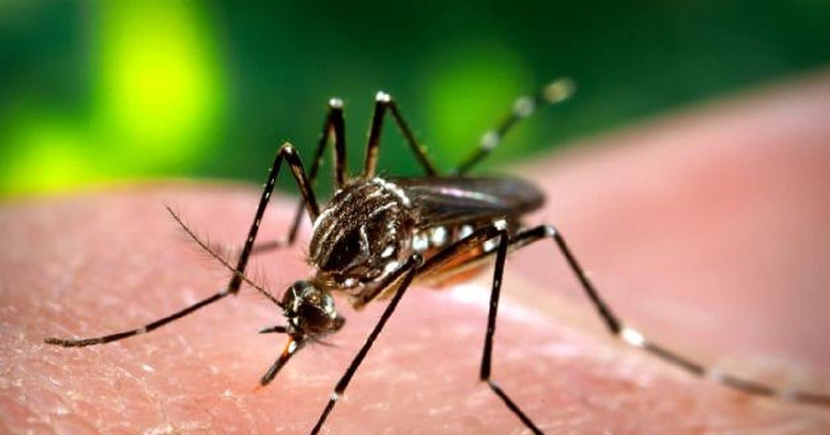 How high and far can mosquitoes fly how it affects high rise building ...