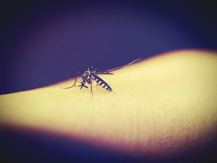 How high and far can mosquitoes fly how it affects high rise building ...