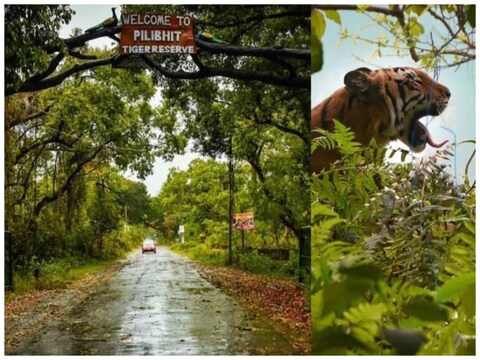 Pilibhit Tiger Reserve: आबादी के नजदीक दिखा टाइगर, ग्रामीण दहशत में ...