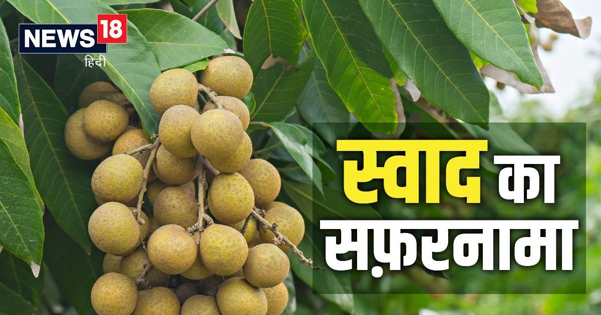 Lisoda Cordia myxa glue berries good for control blood pressure give ...