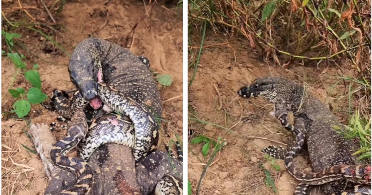 Viral Video: ड्रैगन और अजगर के बीच चली जंग, देर तक दोनों ने किया संघर्ष ...