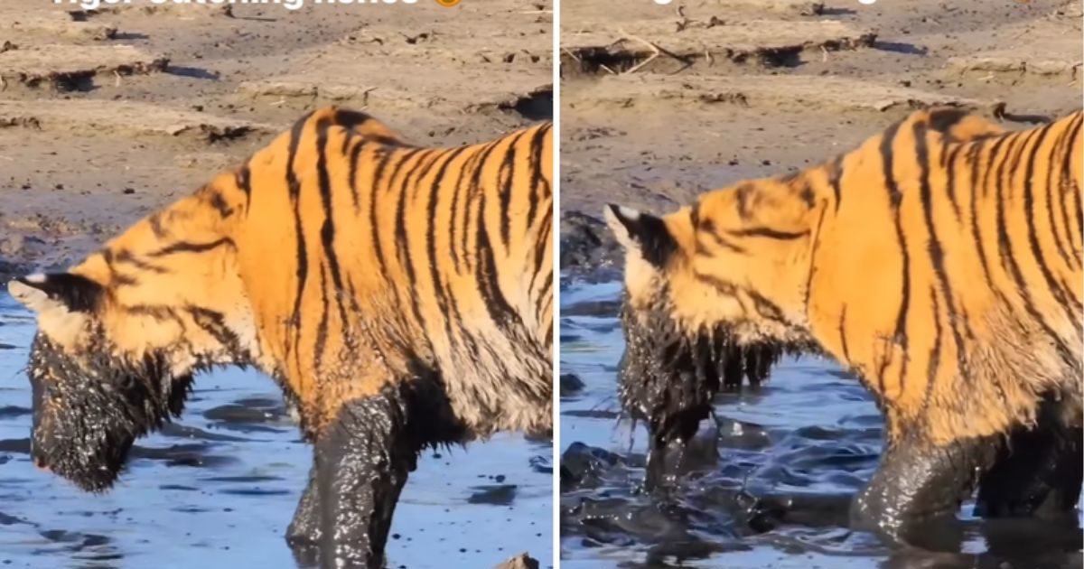 कीचड़ में घुसकर मछलियां चुनने लगा टाइगर, भूख लगी तो कुछ भी खाने को हो ...