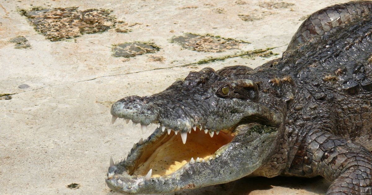 Viral Video: नियम तोड़ा तो धरा गया मगरमच्छ, चारों ओर से घेरकर पुलिस ने ...