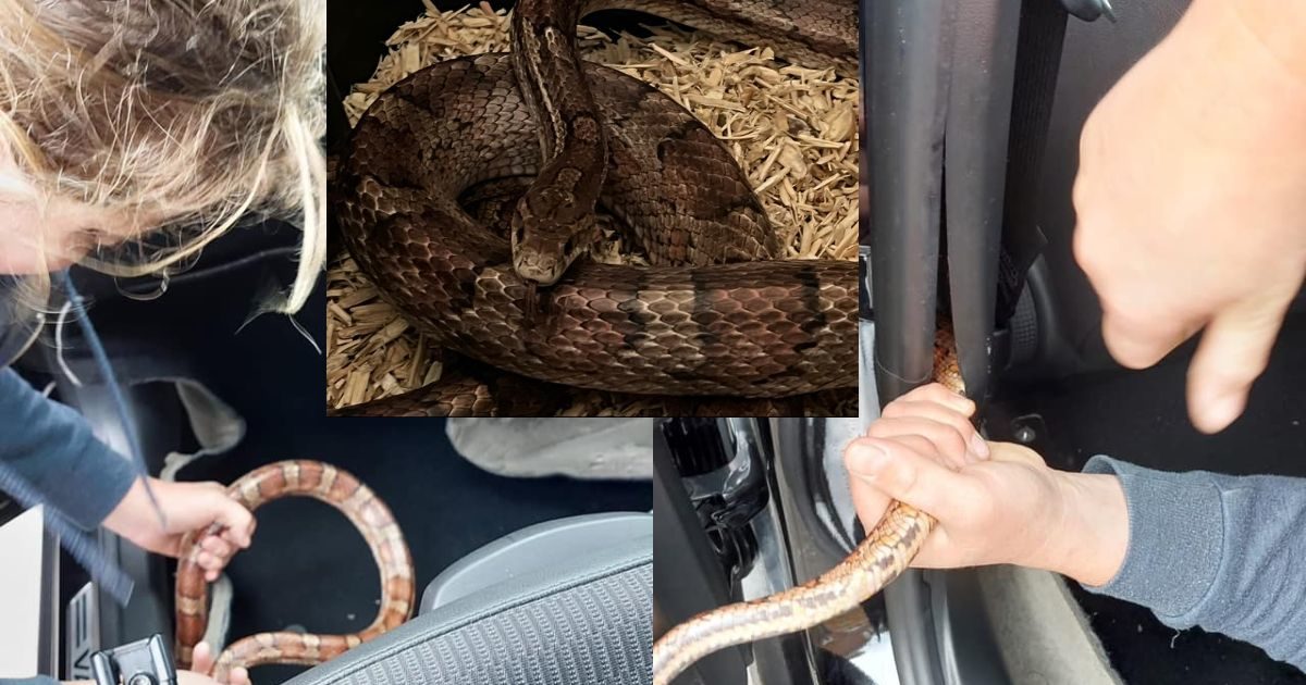 Snake in Car: जैसे ही कार में सवार हुआ शख्स, सामने विराजमान दिखा खतरनाक ...
