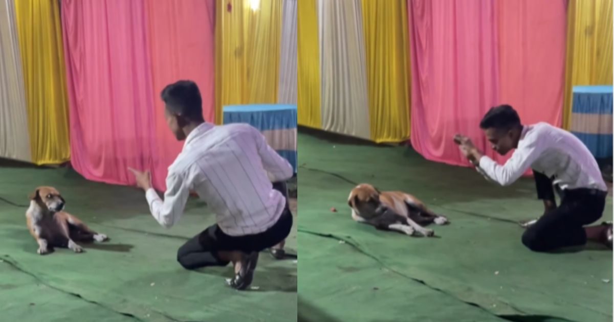 देसी दारू अंदर जाते ही बाहर आया 'नागराज', कुत्ते के आगे किया झूमकर डांस ...
