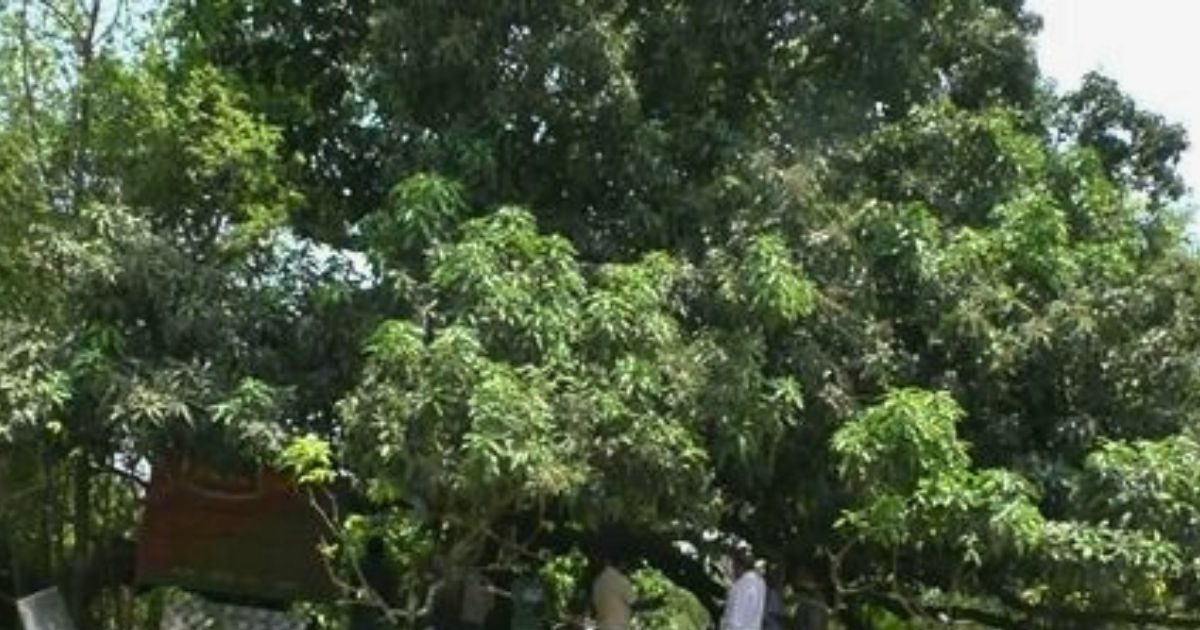 आम का यह पेड़ बना अजूबा, 25 साल में 10 फीट तक खिसक गया, दुनियाभर से ...