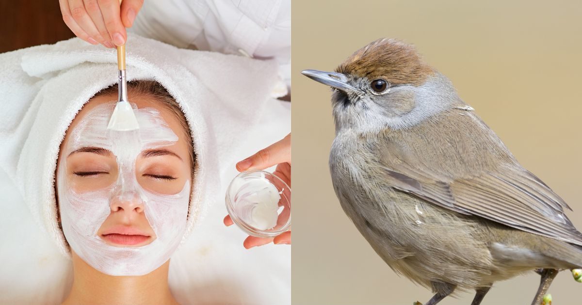 सुंदर दिखने के लिए चेहरे पर लगाते हैं चिड़िया की बीट! बेहद महंगा है ये ...