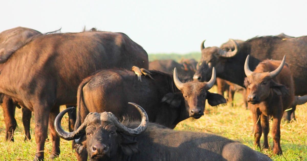 मोमोज में जंगली भैंसे का मीट! शौक से खा रहे हैं यहां के लोग, इस देश का ...