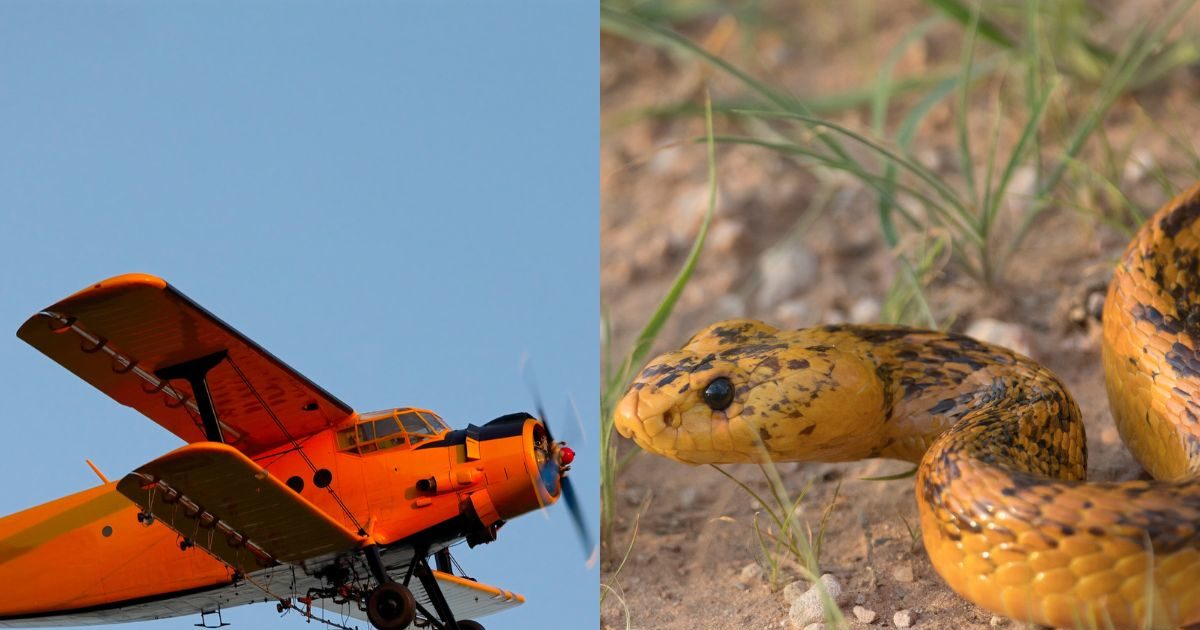 उड़ते विमान में पायलट को दिखा खौफनाक दृश्य, कॉकपिट में आया जहरीला सांप ...