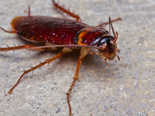 घर में आतंक मचा रहे हैं कॉकरोच, 4 आसान तरीकों को अपनाएं, मिनटों में ...