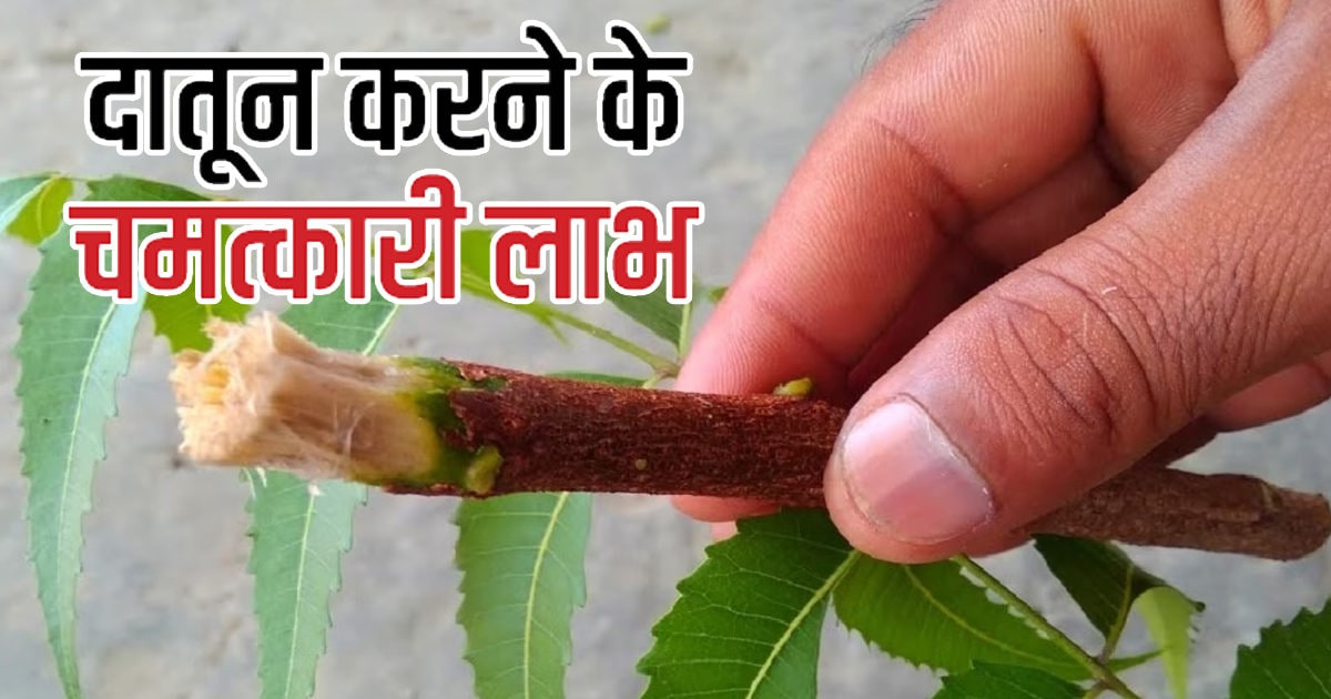 दांतों की बेहतर सफाई के लिए 4 नेचुरल दातून का करें इस्तेमाल, जीभ भी ...