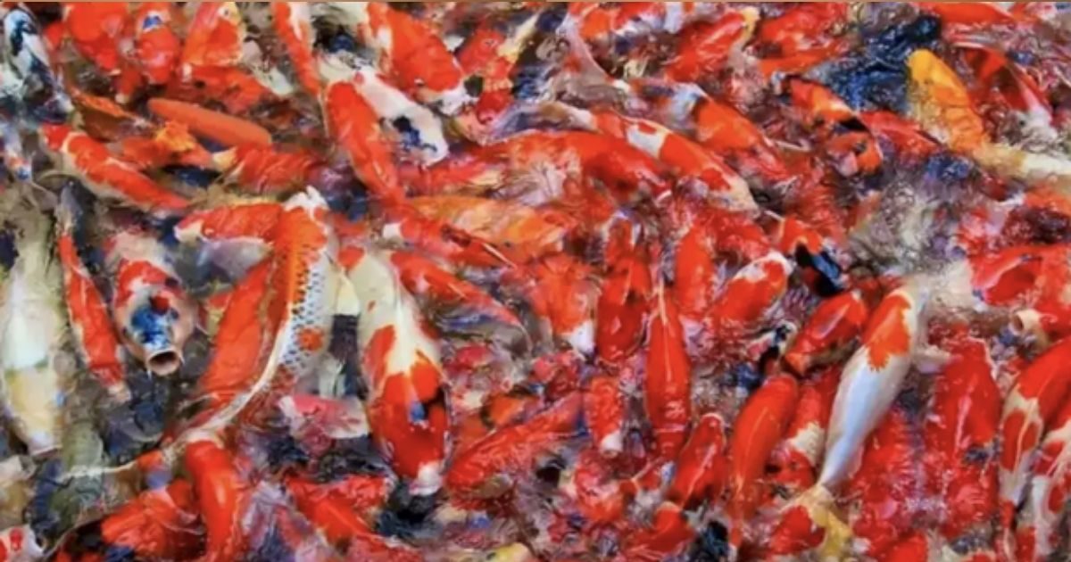 तेज़ नज़र वालों के लिए है चैलेंज, मछलियों के बीच छिपी है गाजर, 5 सेकंड ...