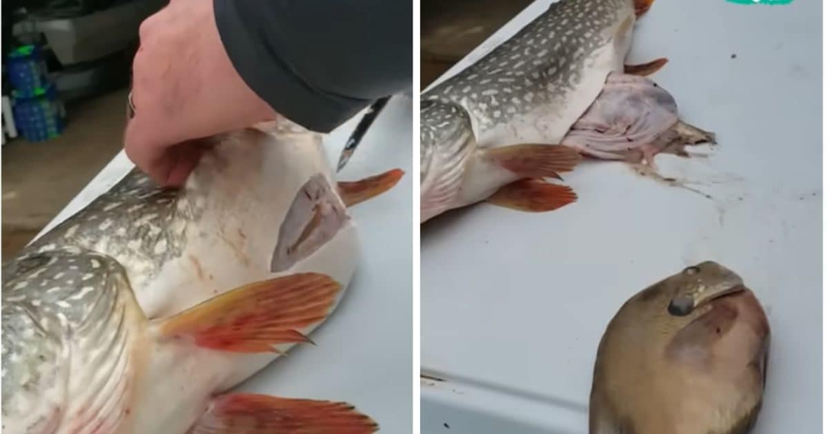 Viral Video: मछली के पेट से निकली जिंदा मछली, बाहर आते ही लगी छटकने ...