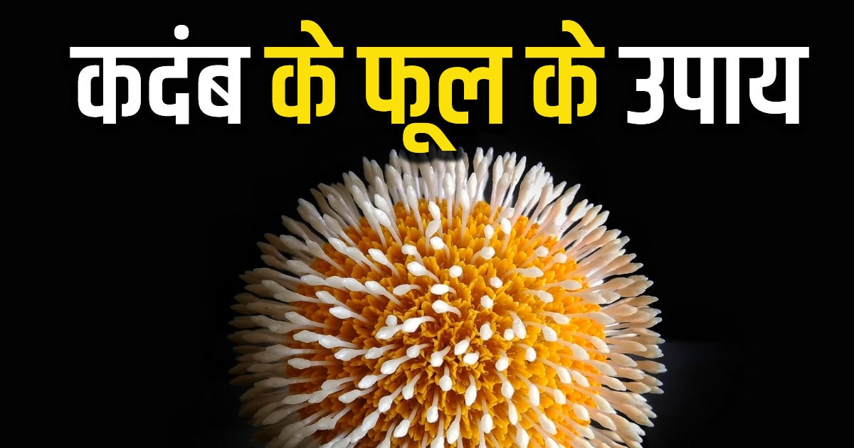 लंबे समय से हैं परेशान, नहीं बन रहे कोई काम, अपनाएं कदंब के फूल के सरल ...
