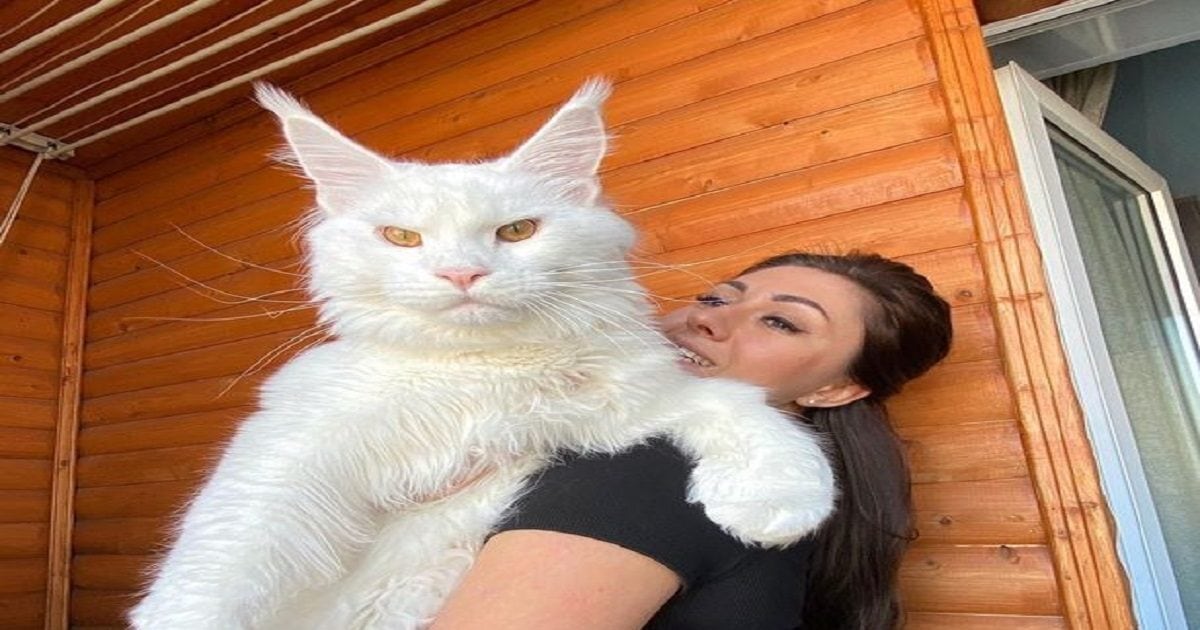 'दैत्याकार' बिल्ली की तस्वीरें वायरल, पलट-पलट कर देखते हैं लोग, इंसानों ...