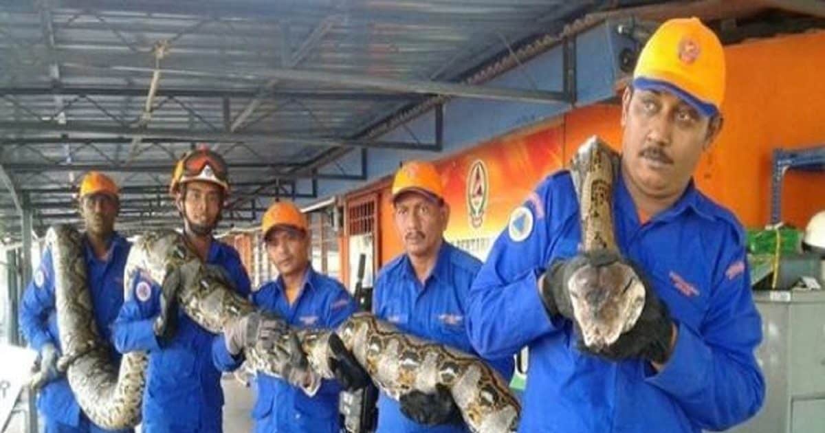 अंडे ने ले ली मां की जान! पैदा करने के दौरान बीच में ही अटका अंडा, तड़प ...