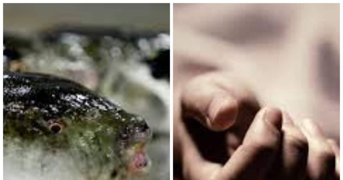 यह मछली खाते ही पत्नी की मौत, पति कोमा में, लेकिन ऐसा क्यों हुआ? जान ...