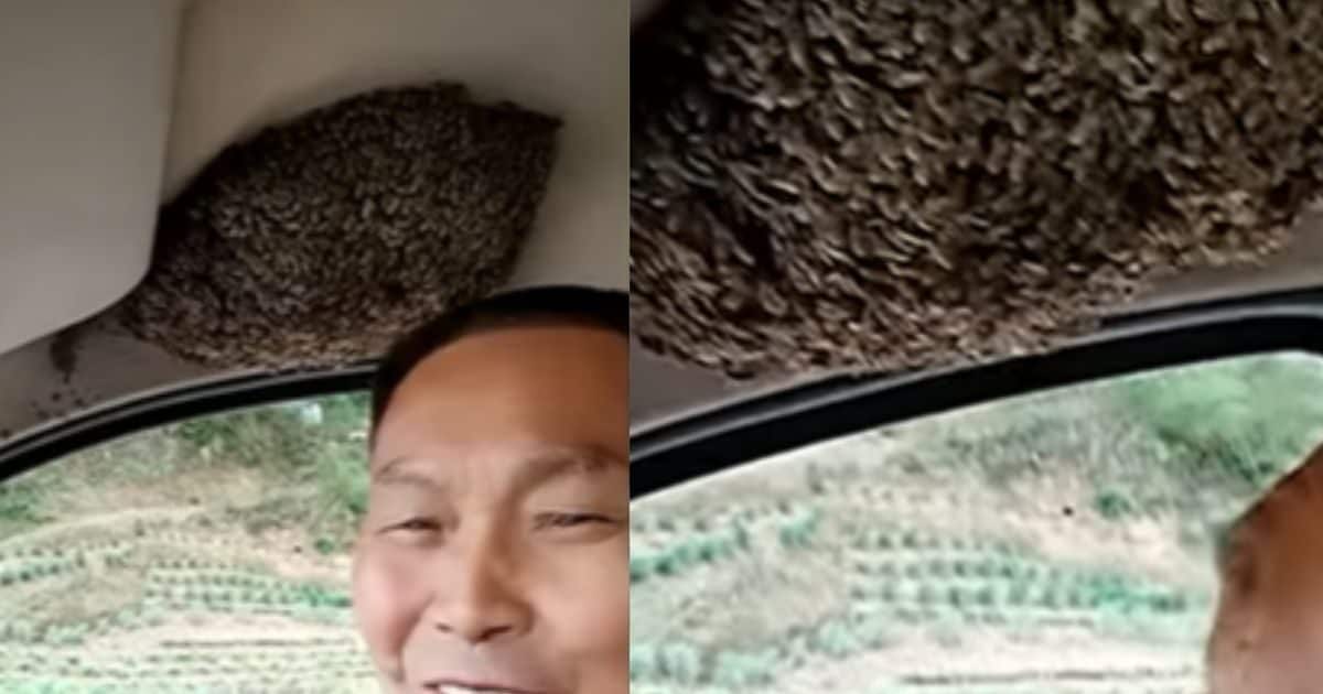 कार के अंदर लगा है मधुमक्खियों का छत्ता, हटाने के बजाय पाल रहा है शख्स ...