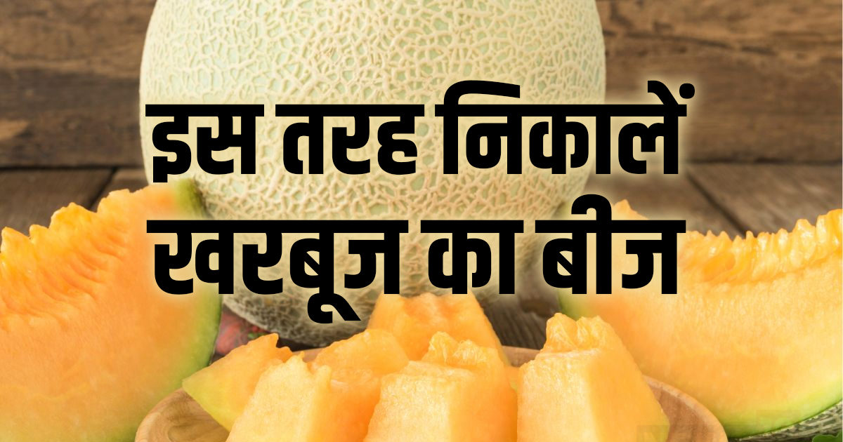 10 सेकेंड में निकल जाएंगे खरबूजे के सारे बीज, ट्राई करें ये ईजी ट्रिक ...