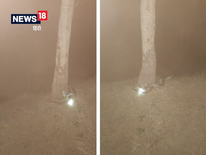 Viral Photo: क्या आपने देखी है नागमणि? बड़ा दिलचस्प है इन वायरल ...