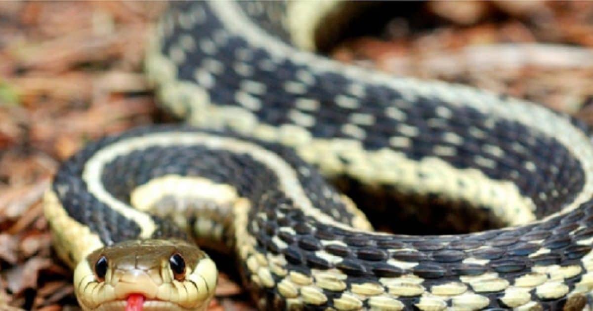 सांपों से जुड़े मिथक और हकीकत : क्या सच में नाग को मारने पर नागिन बदला ...