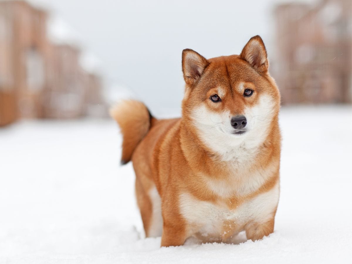 उड़ गई ट्विटर की 'चिड़िया', 'कुत्ता' बना वफादार! जानें क्या है इस डॉग ...