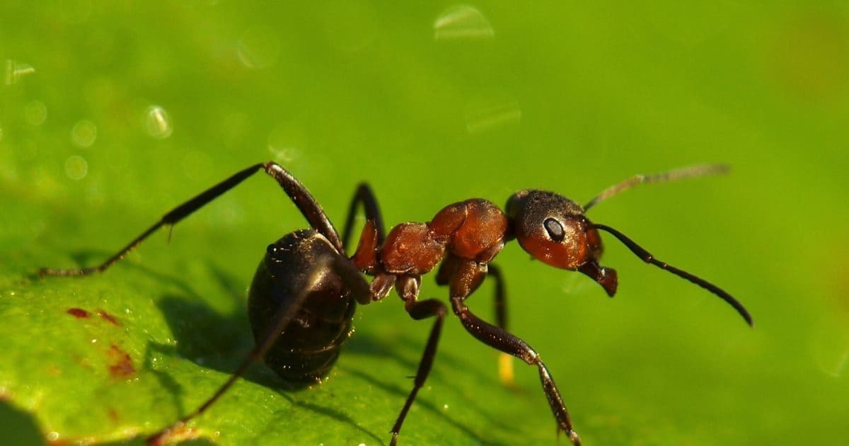 किस कीड़े का डंक सबसे दर्दनाक? बिच्‍छू-मधुमक्‍खी या ततैया, साइंटिस्‍ट ...