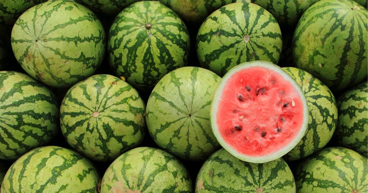 ठंडक देने वाला वो तरबूज़, जिसकी कीमत सुनकर छूट जाएंगे पसीने! इतने पैसे ...