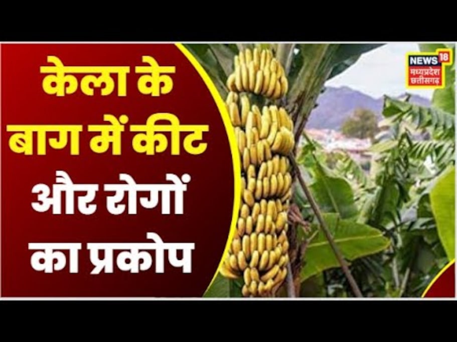 Annadata : केला के बाग में कीट और रोगों का प्रकोप, कैसे करे सुरक्षा ...
