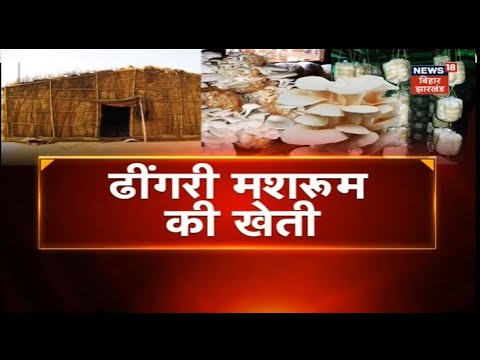 Annadata। जानिए ढींगरी मशरुम उत्पादन की तकनीक, खेती कर कमाएं अच्छा लाभ ...