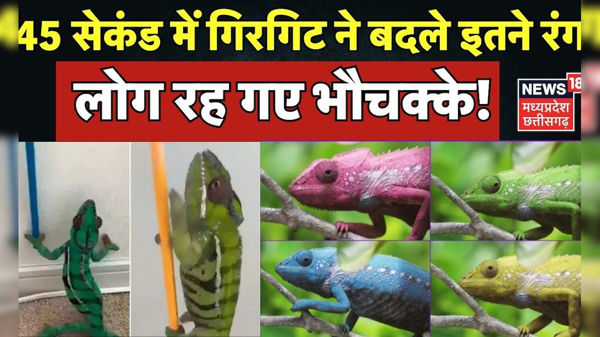 Girgit Ka Rang Badalna : 45 सेकंड में गिरगिट ने बदले इतने रंग, Video ...