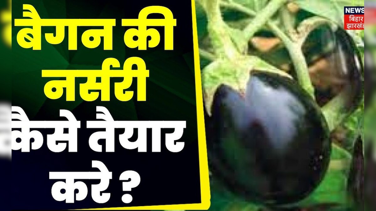 Annadata: बैगन की फसल को छोटी पत्ती रोग से कैसे बचाएं? कृषि वैज्ञानिक ... Annadata: बैगन की फसल को छोटी पत्ती रोग से कैसे बचाएं? कृषि वैज्ञानिक ...