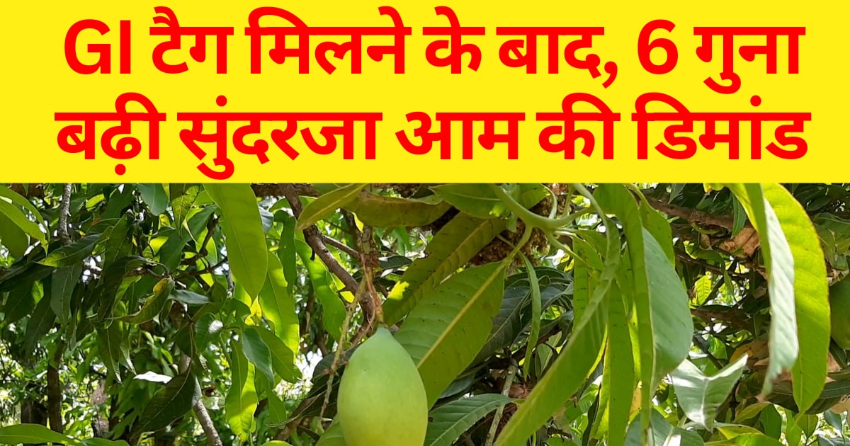 Rewa Mango: GI टैग मिलने के बाद विंध्य की पहचान बना सुंदरजा आम, 6 गुना ...