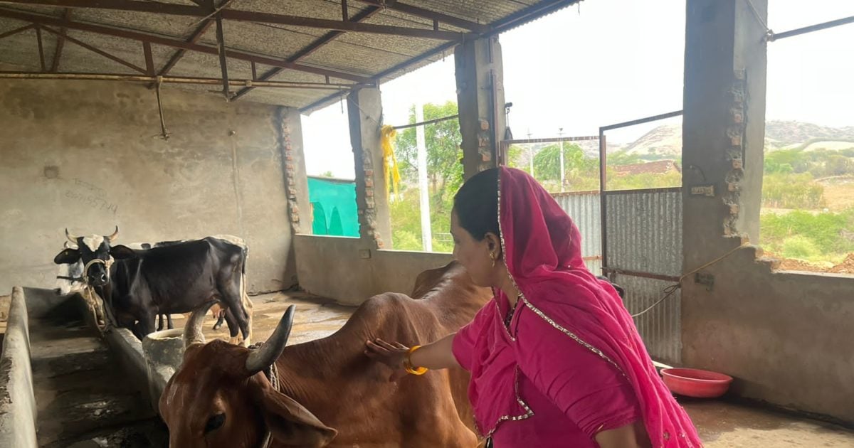 Dungarpur News : एक साल में 30 लाख का दूध बेचेती है डूंगरपुर की यह महिला, जानिए पूरी कहानी ...