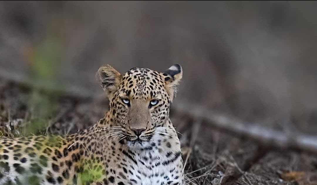 International Leopard Day : इस टाइगर सेंचुरी में अच्छी संख्या में हैं लेपर्ड, आबादी क्षेत्र में ...