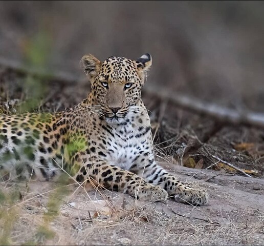 International Leopard Day : इस टाइगर सेंचुरी में अच्छी संख्या में हैं ...