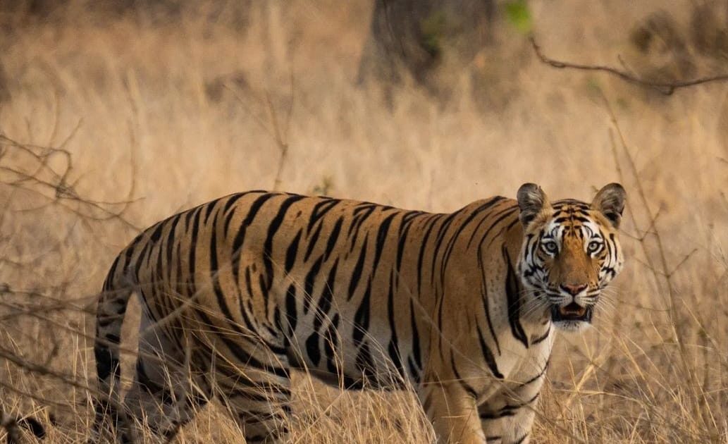 Jungle News: नौरादेही अभ्यारण्य में गूंजी किलकारी, बाघिन N-111 ने 4 ...