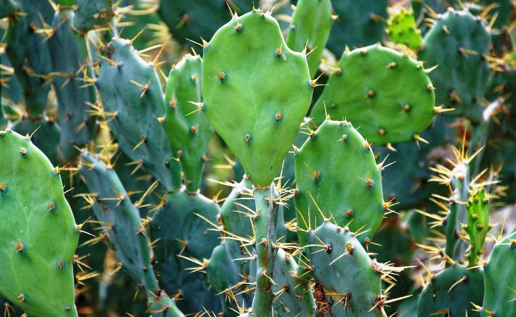 Nagfani Plant Benefits: नागफनी पौधे के हैं बहुत चमत्कारिक लाभ, जानें ...