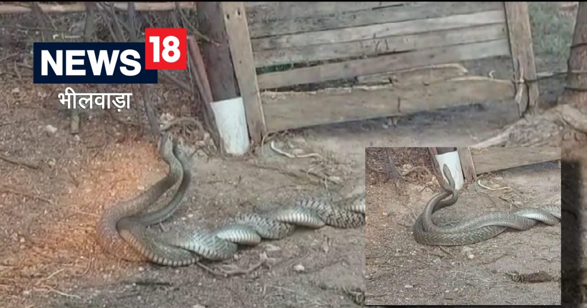 Watch Video: यहां नजर आया इंडियन रैट स्नेक का मिलन, इस नजारे को देखने ...